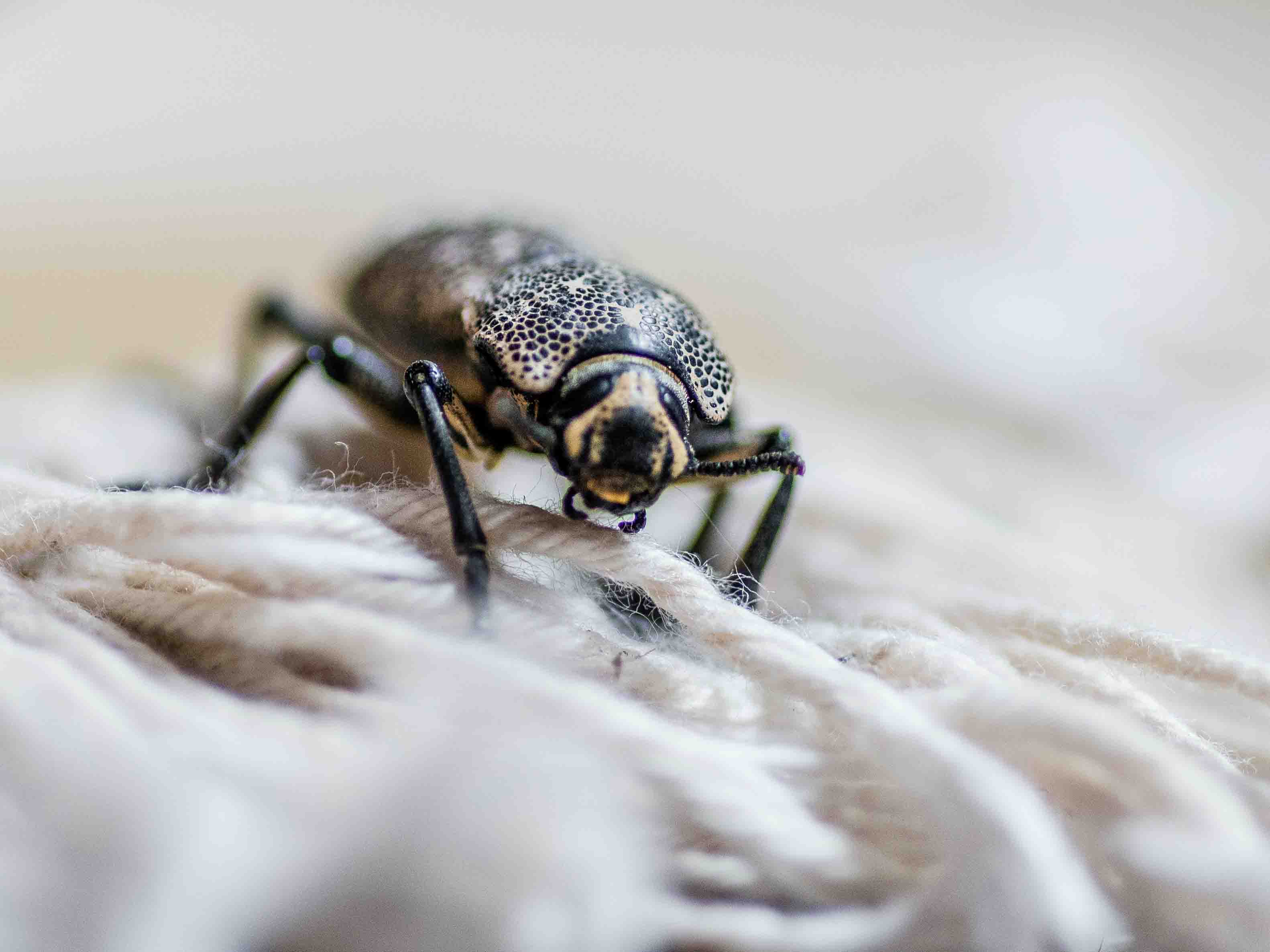 Things That Could Ruin Your Rugs and How You Can Prevent Them